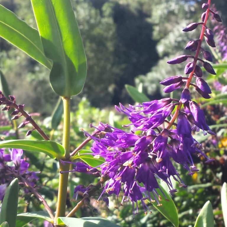 No 18 Purple Koromiko Essence