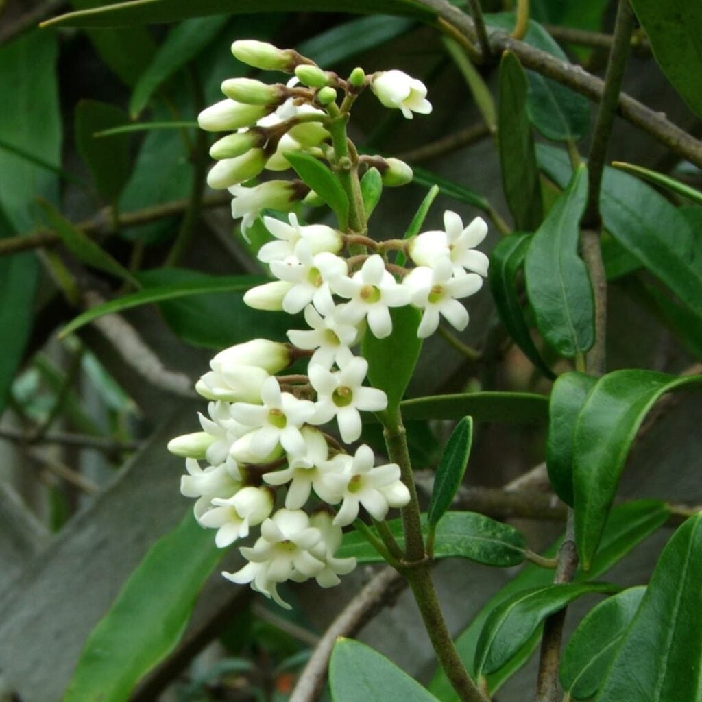 No 6 New Zealand Jasmine Essence