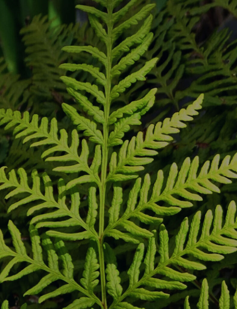 No 39 Shaking Brake Fern Essence
