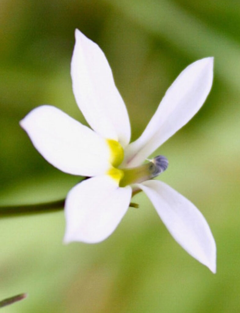 No 35 Creeping Pratia Essence