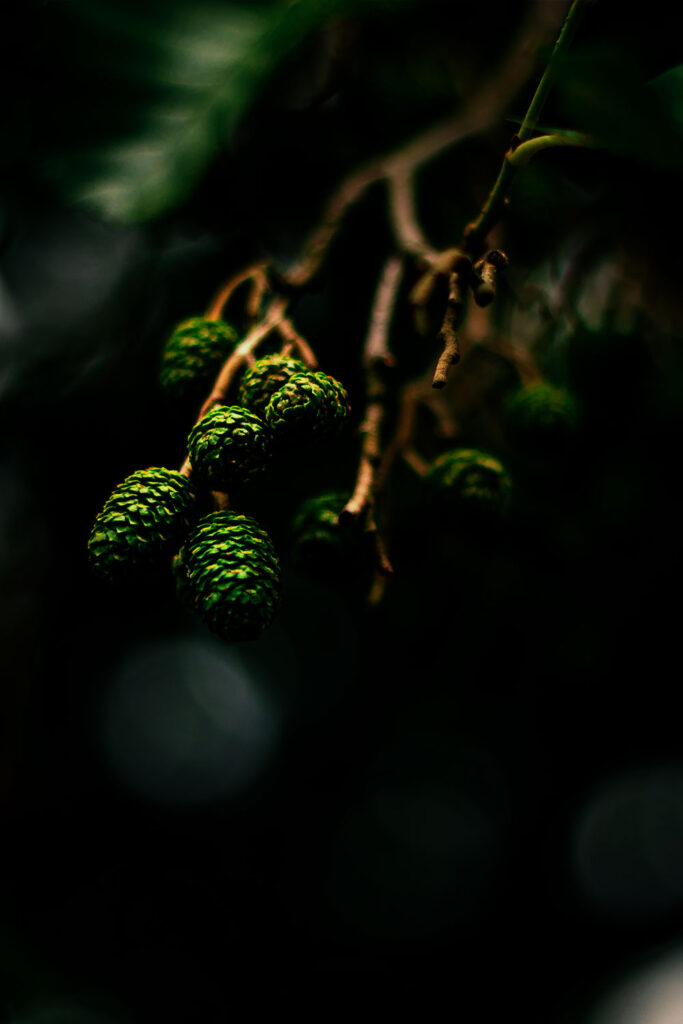 No 47 Kauri – First Light Flower Essences of New Zealand®