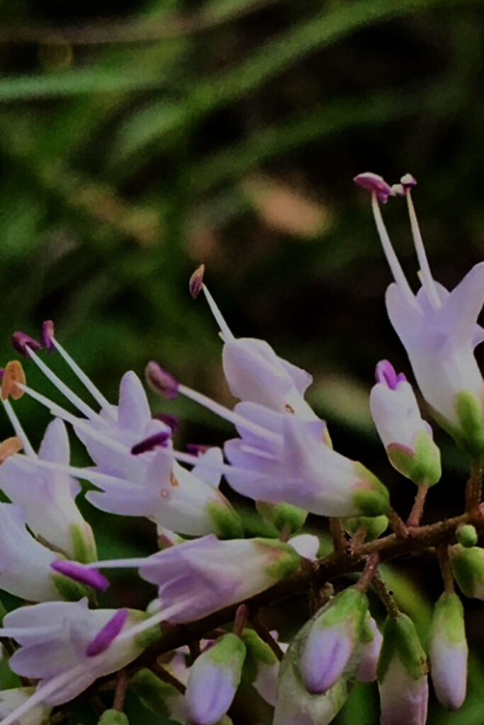 No 64 Koromiko Essence