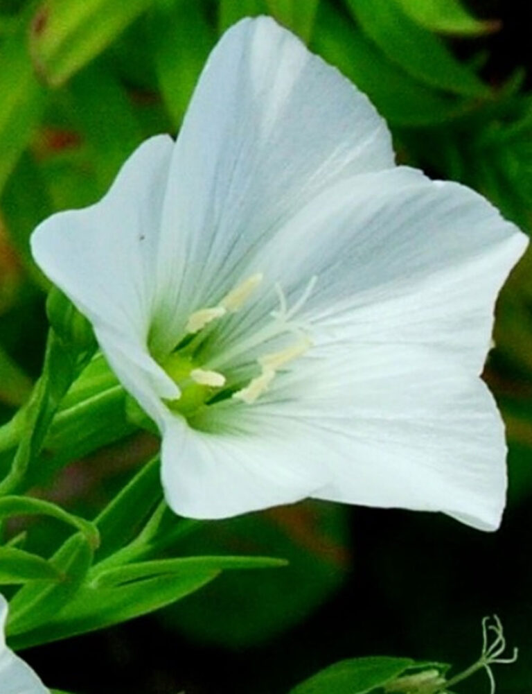 No 36 Native Linen Flax Essence