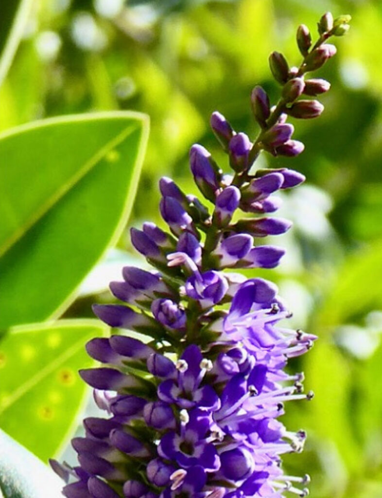 No 18 Purple Koromiko Essence