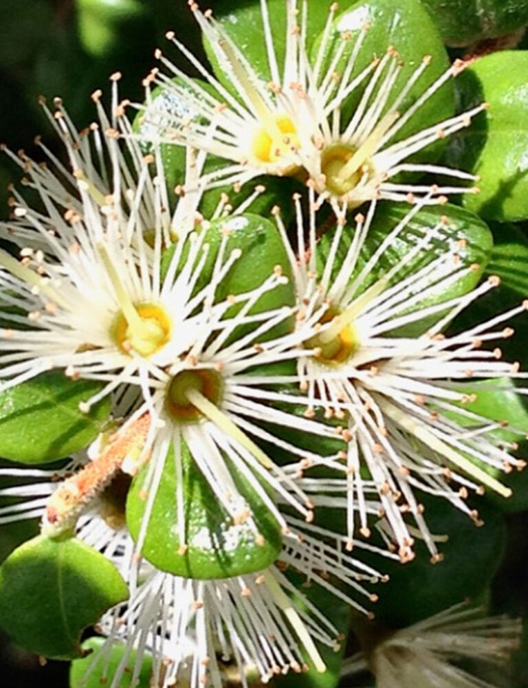 No 16 Small White Rata Essence