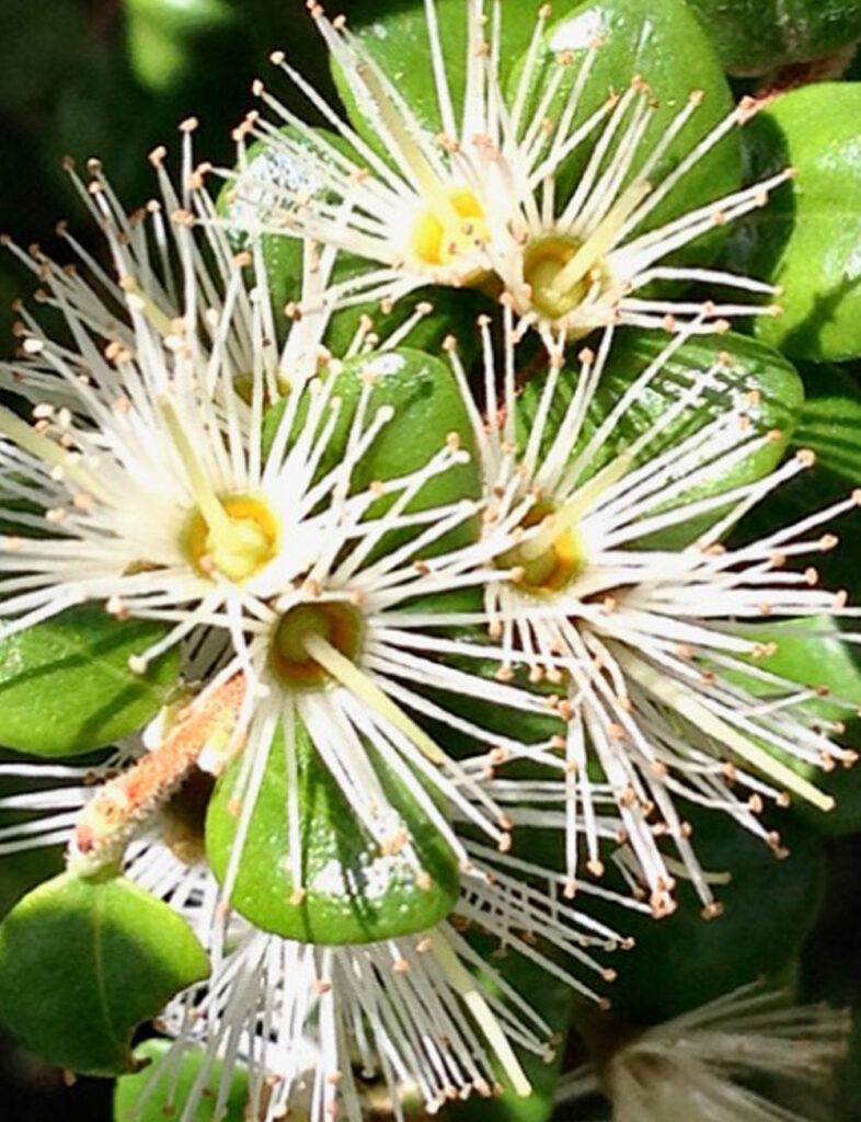 No 16 Small White Rata Essence