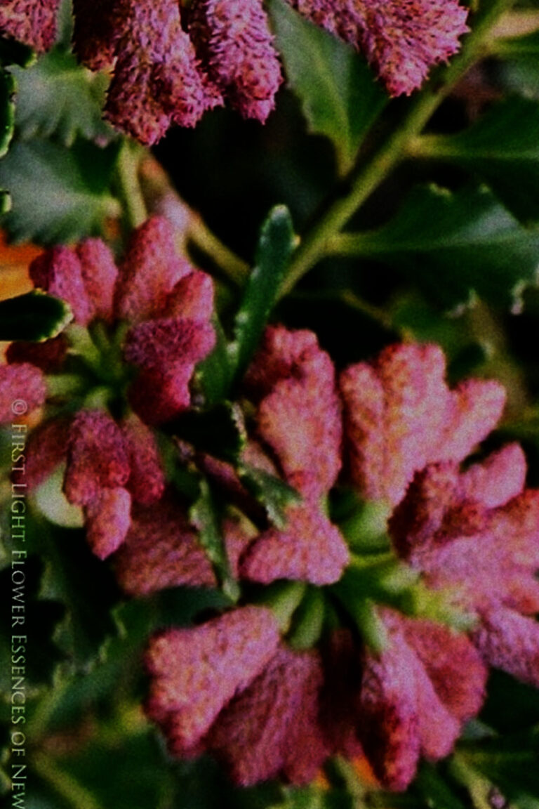 No 81 Tanekaha Essence