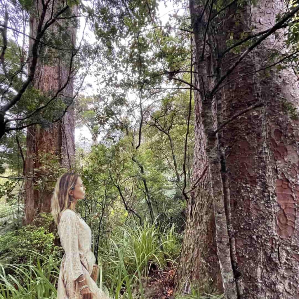 First Light® Constitutional Essence Blend© – First Light Flower Essences of New Zealand